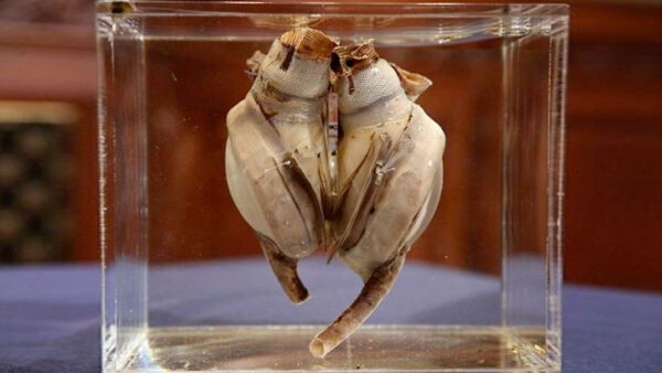 Domingo Santo Liotta: One heart. One Destiny. • LatinxHistory.com